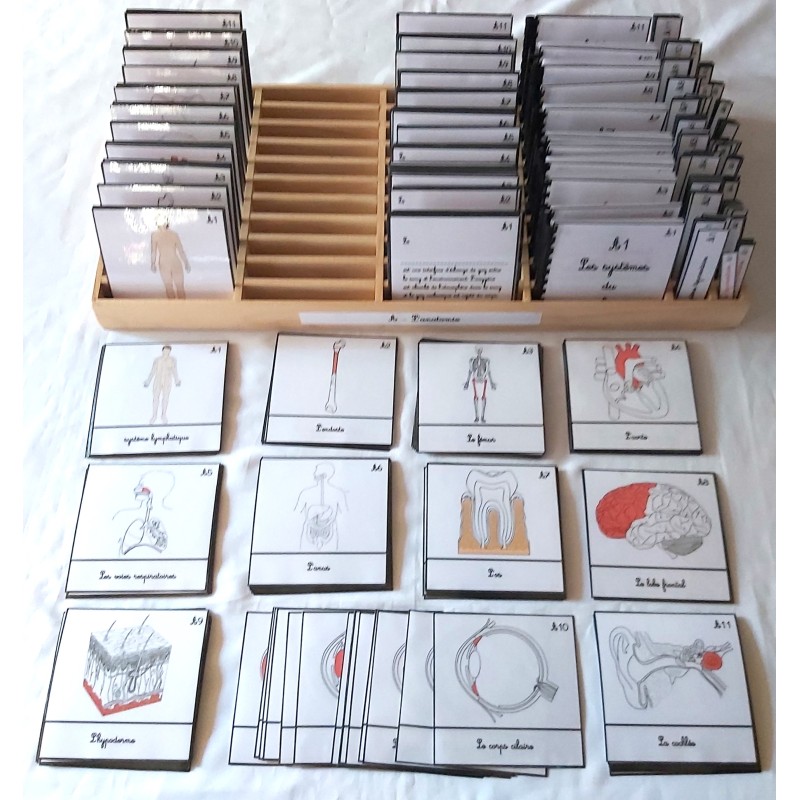 Nomenclature d'anatomie