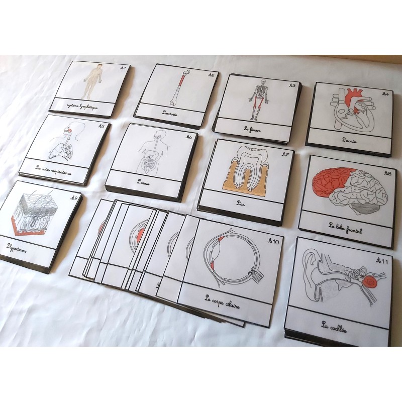 Nomenclature d'anatomie