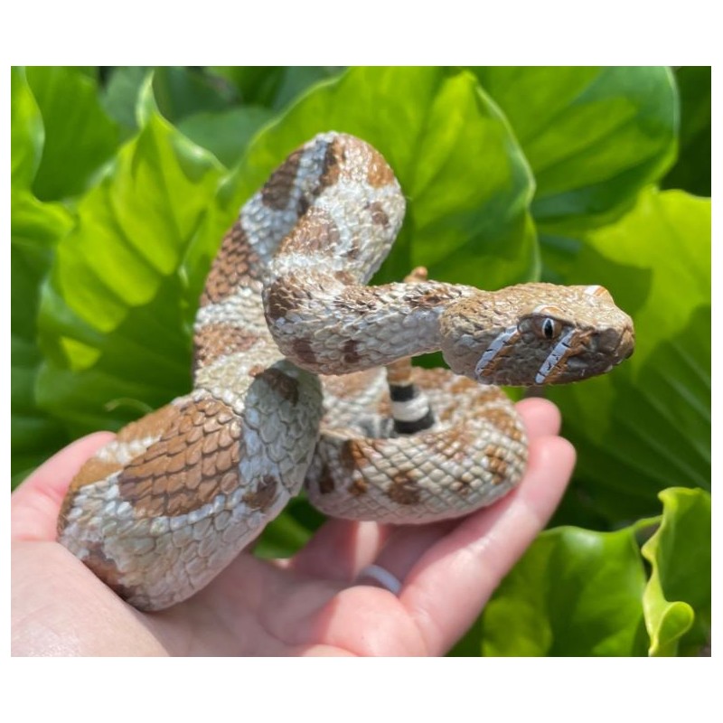 Crotale diamantin de l’Ouest