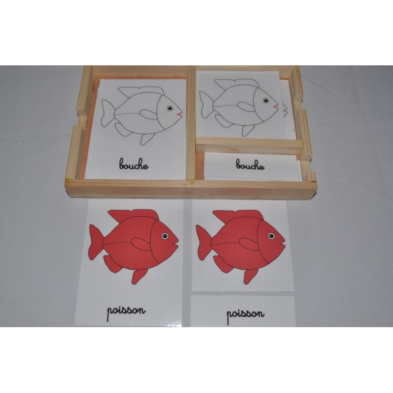 Nomenclatures des parties du poisson