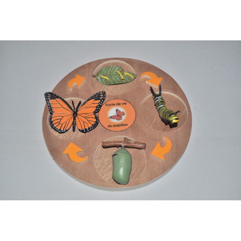 Cycle de vie du papillon - plateau + figurines