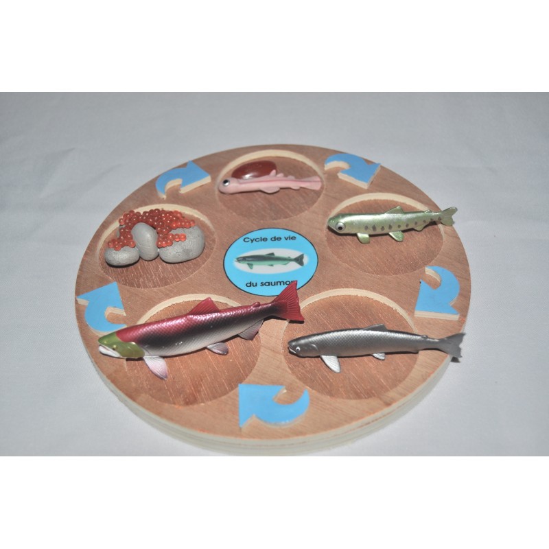Cycle de vie du saumon - plateau + figurines