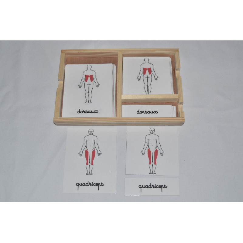 Cartes de nomenclature les muscles 3 parties - mapetitefabriquemontessori