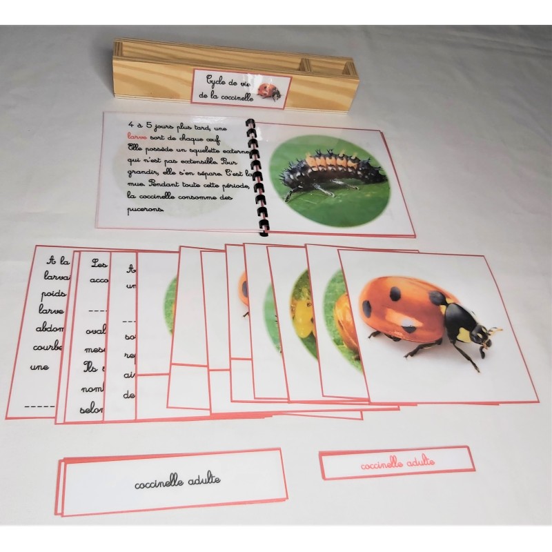 Nomenclature du cycle de vie de la coccinelle