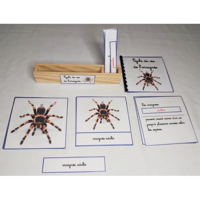 Nomenclature du cycle de vie de l'araignée
