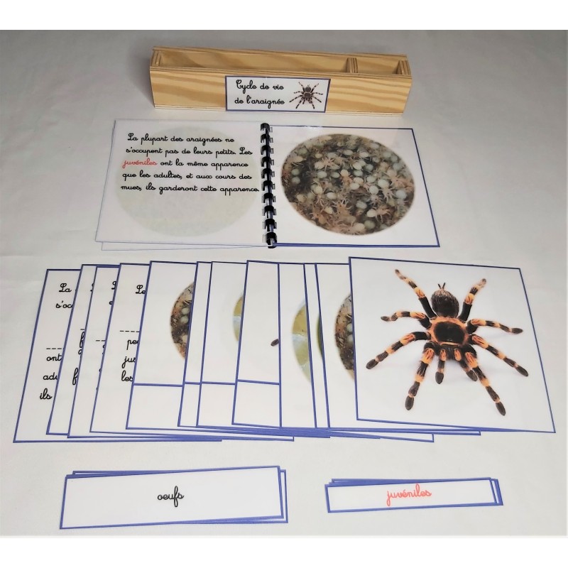 Nomenclature du cycle de vie de l'araignée