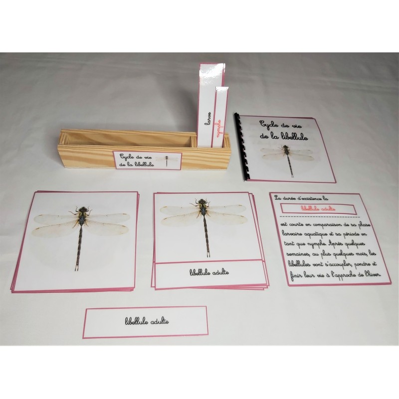 Nomenclature du cycle de vie de la libellule