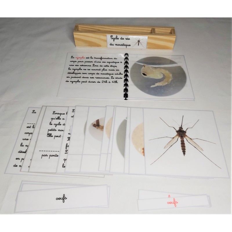 Nomenclature du cycle de vie du moustique