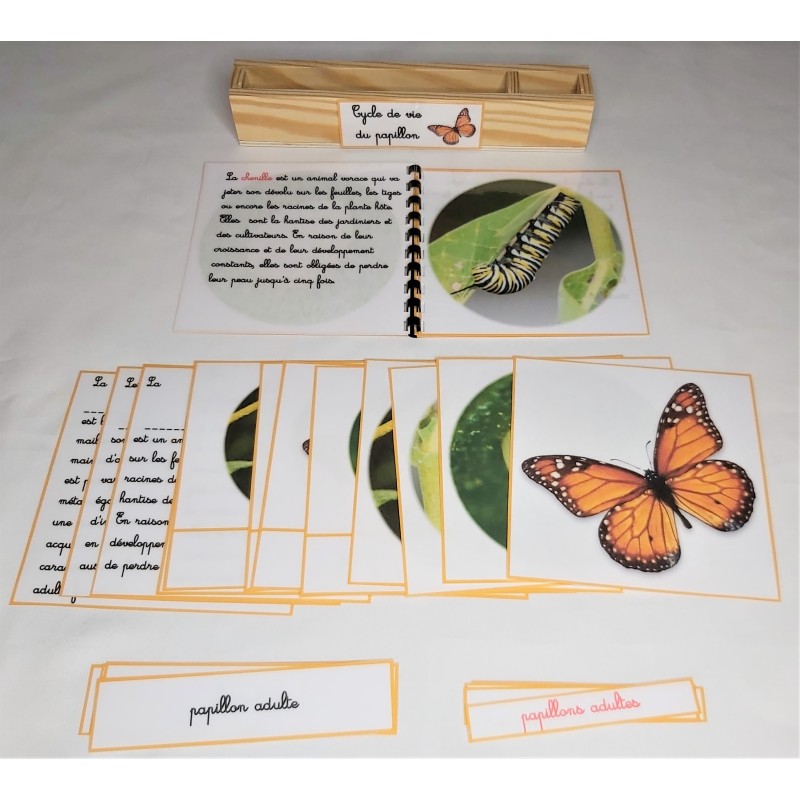 Nomenclature du cycle de vie du papillon Monarque