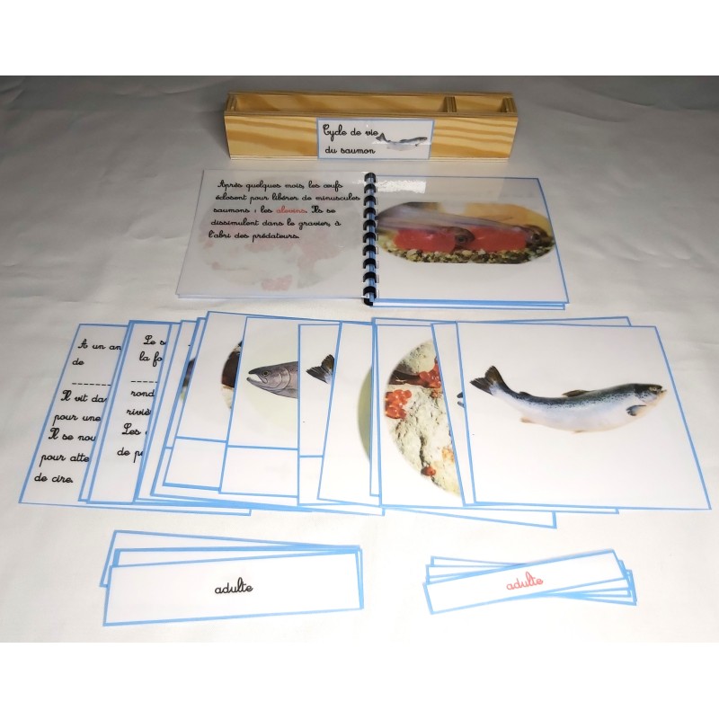 Nomenclature du cycle de vie du saumon
